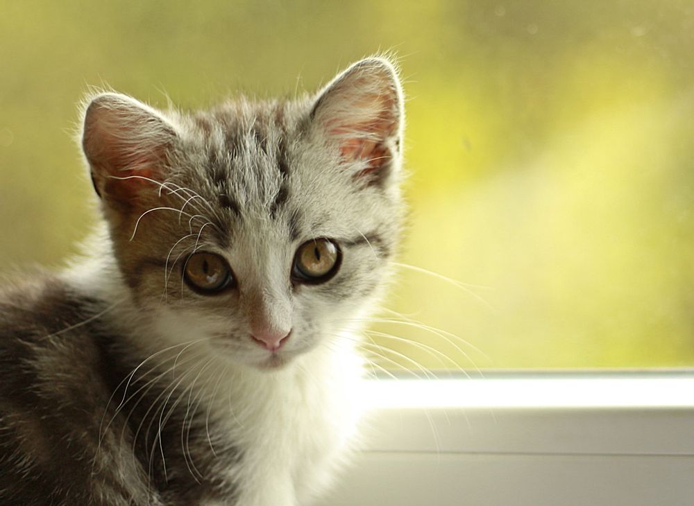 Bien accueillir votre nouveau chat