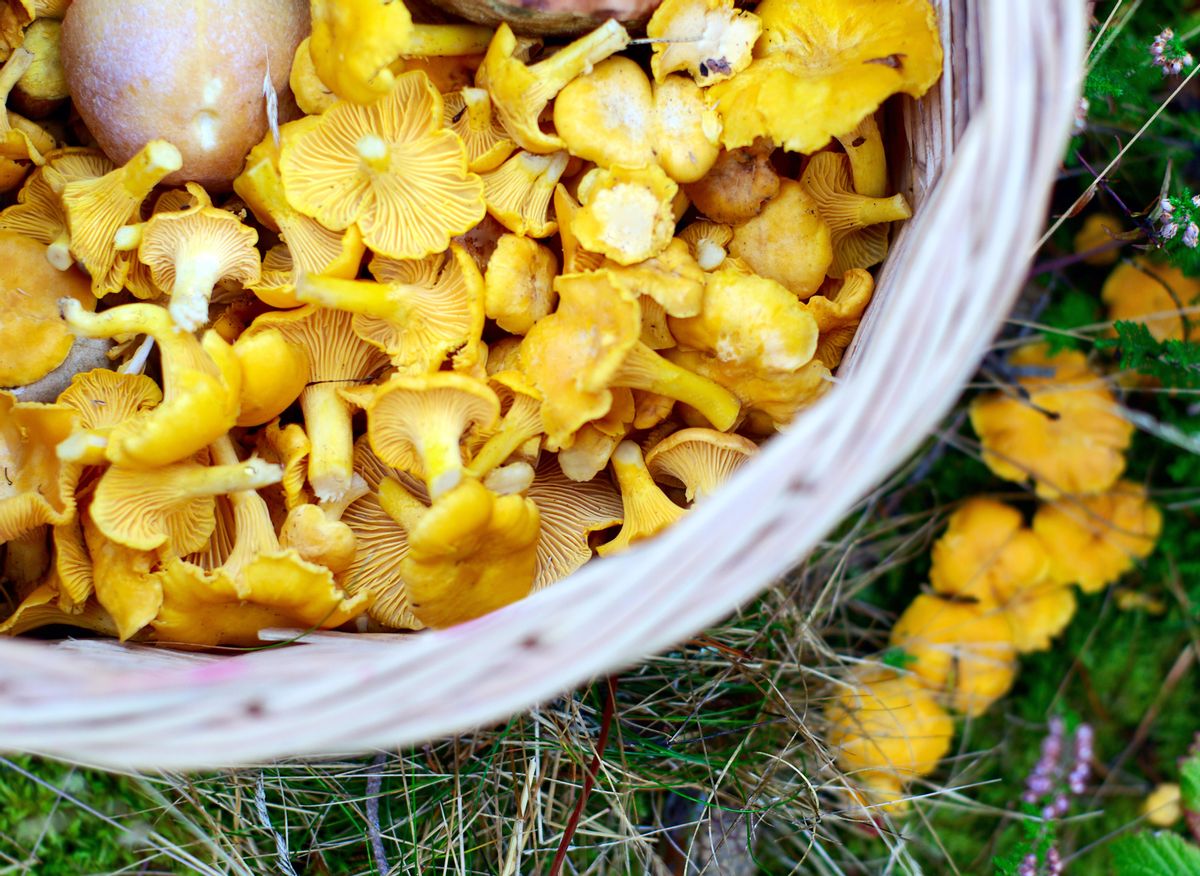 Saison des champignons : les préparer et les manger - FemininBio