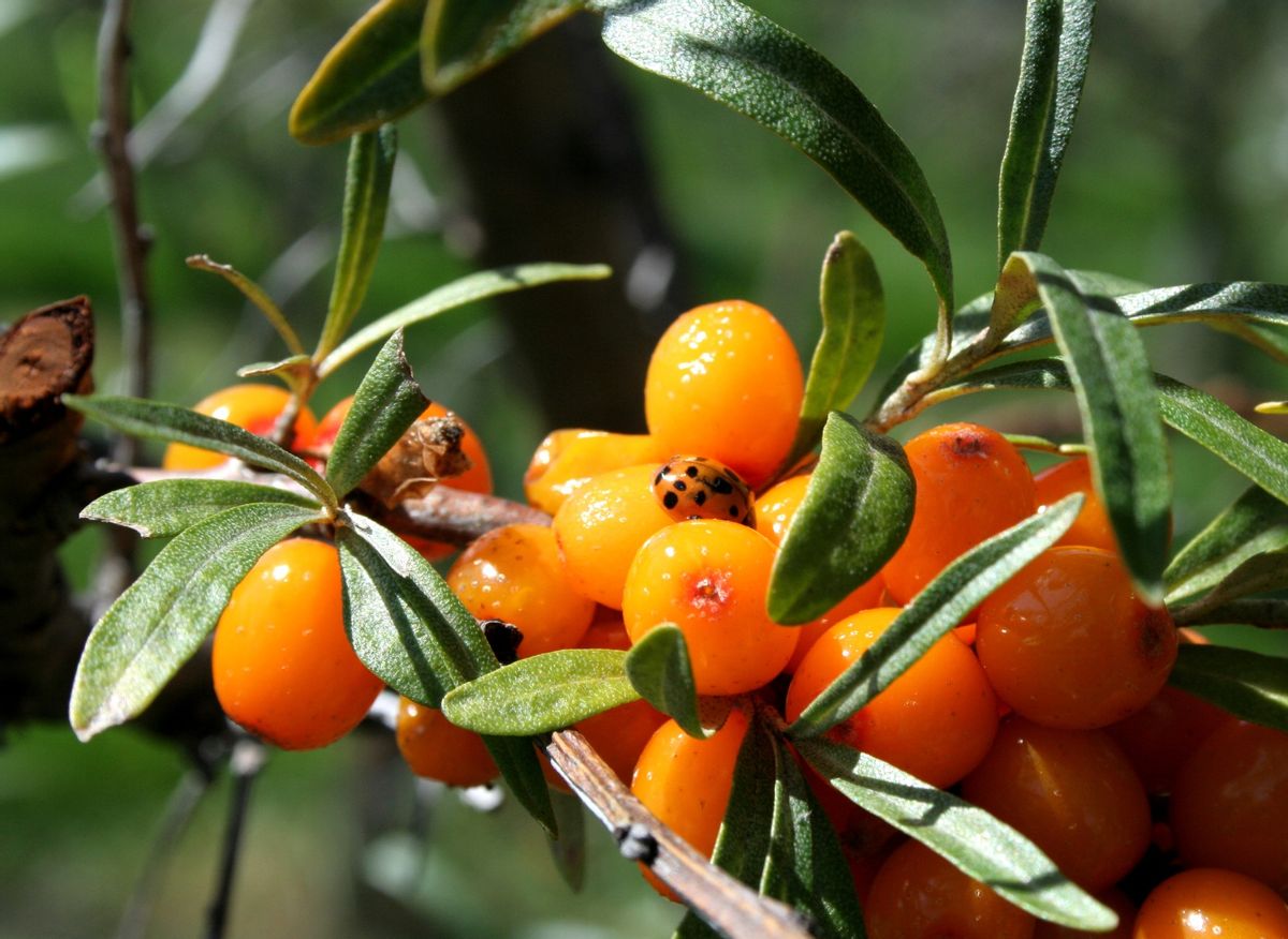 10 baies bonnes pour la santé - FemininBio