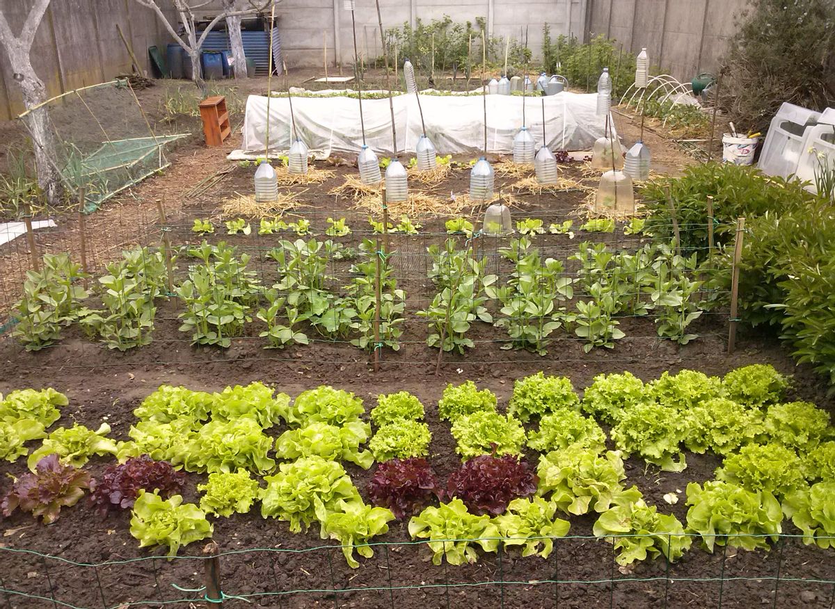 Savez-vous planter chez nous : partage de jardin - FemininBio