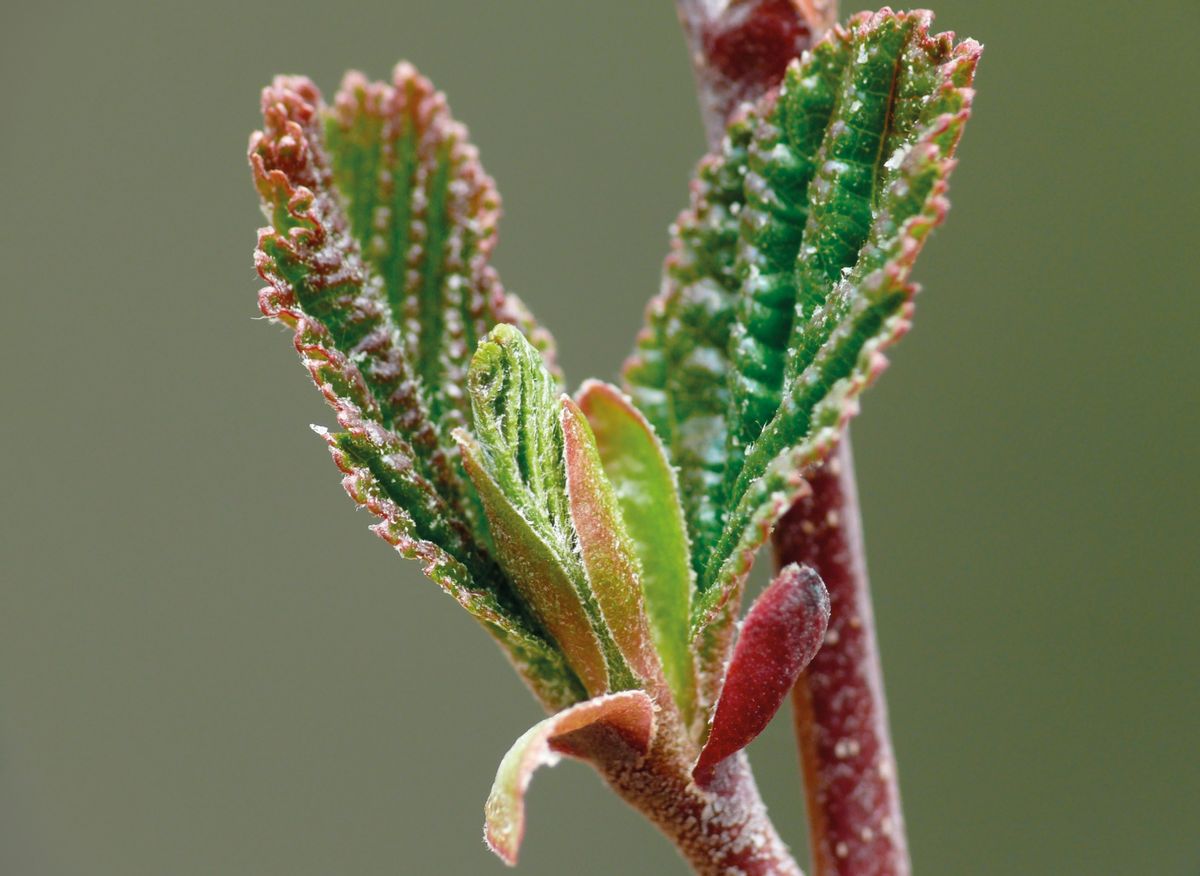 Gemmothérapie : les bourgeons de Février - FemininBio