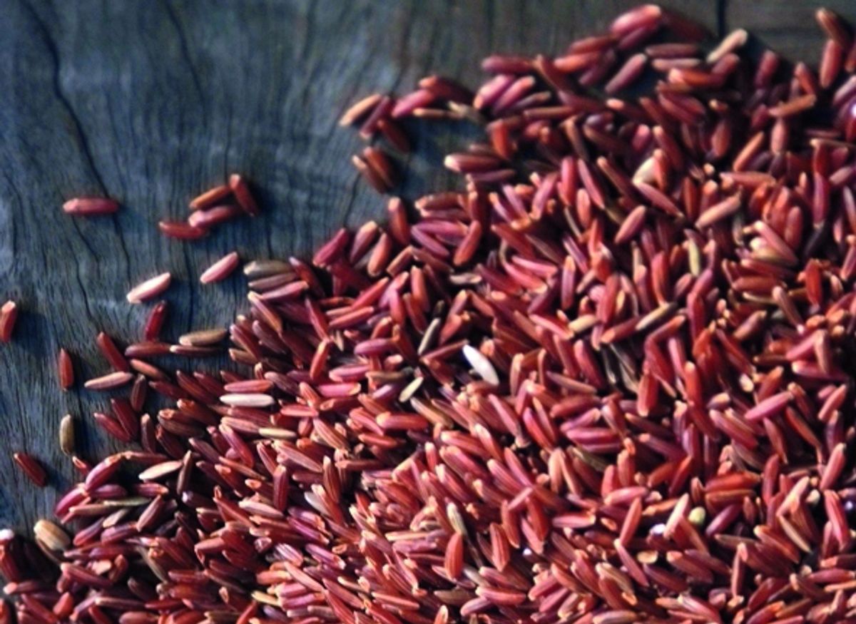 Riz 100% France : tout savoir sur sa culture - FemininBio