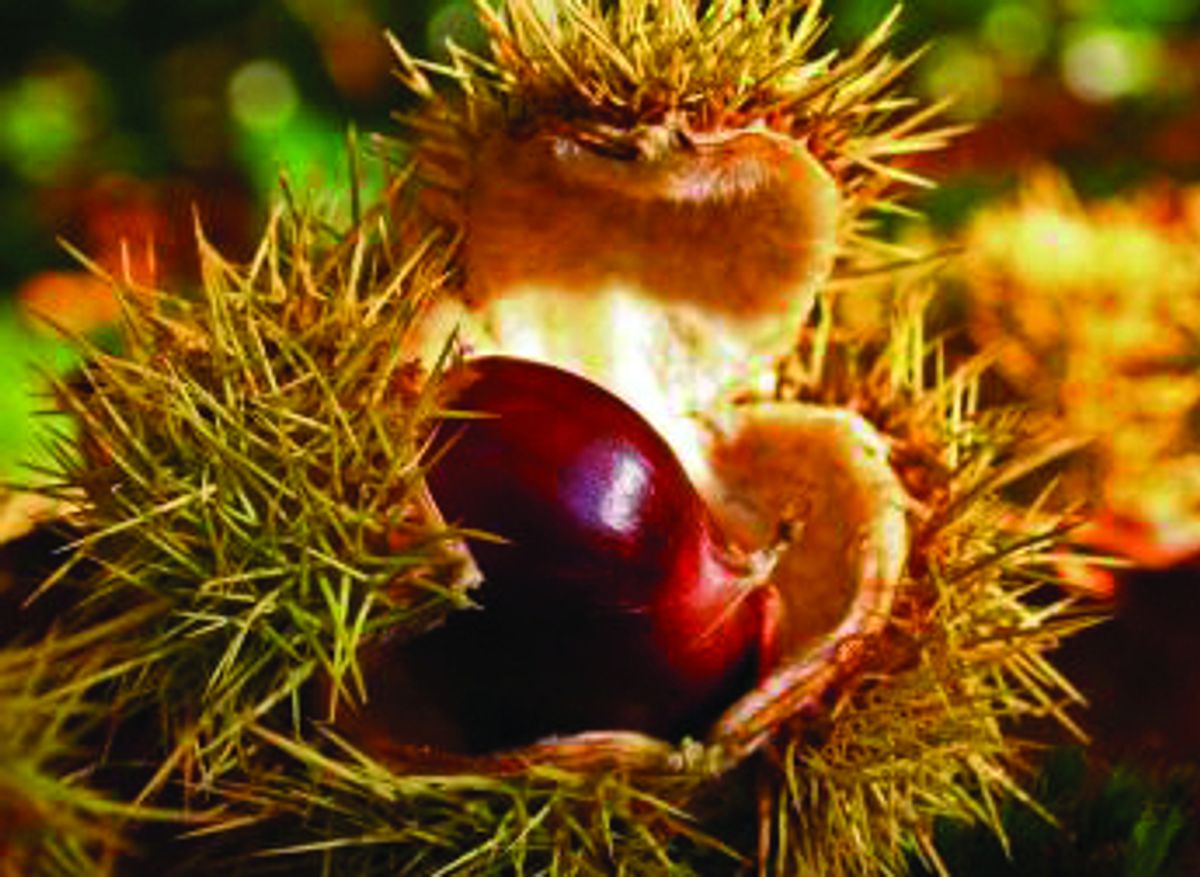 Découvrez la châtaigne d'Ardèche avec Priméal - FemininBio