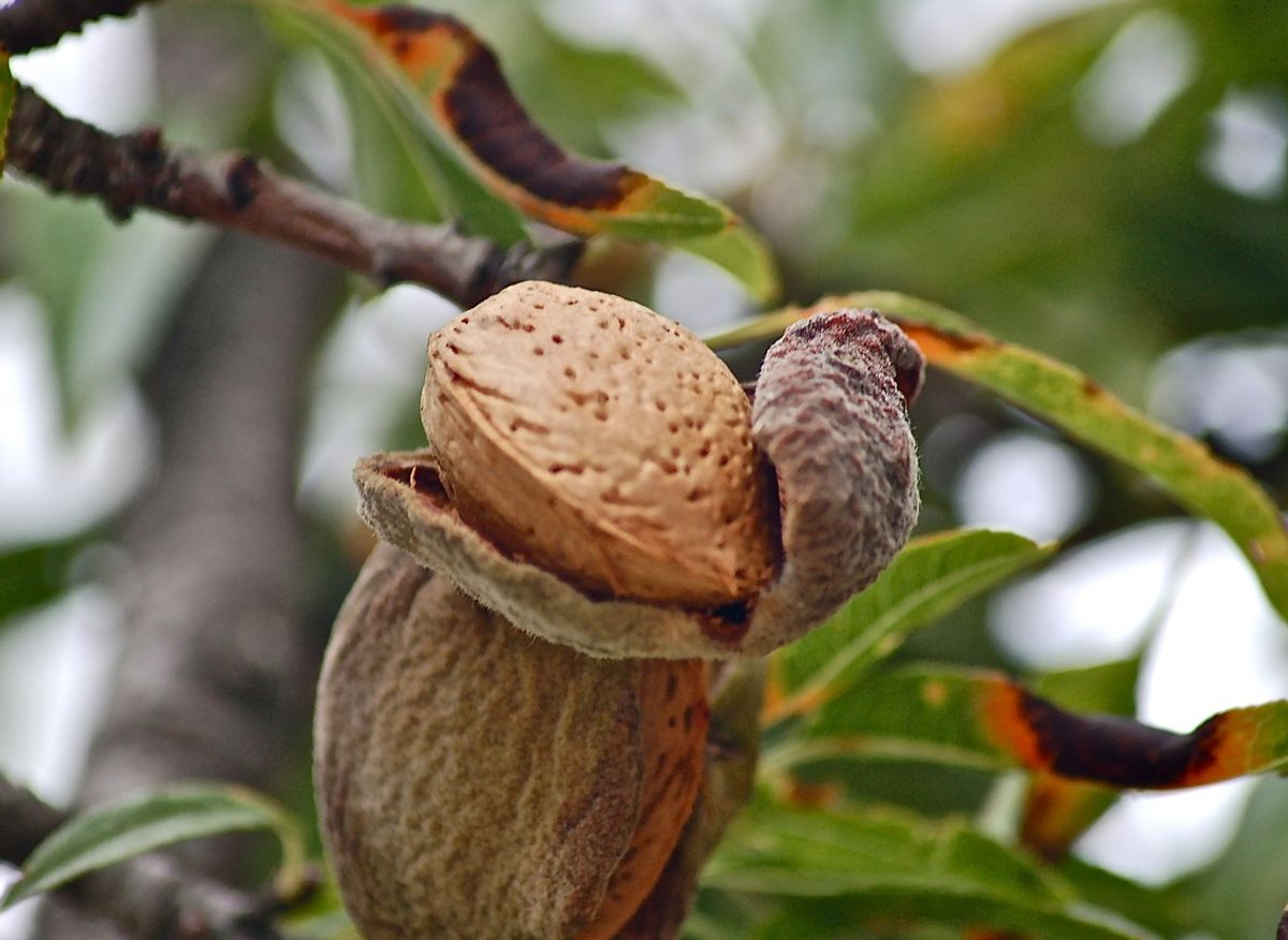 1001 façons de (re)découvrir l'amande - FemininBio