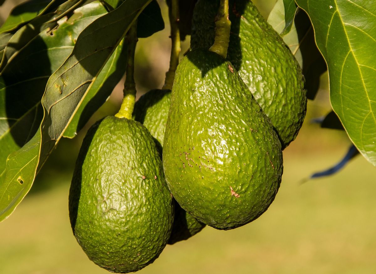 L'avocat, fruit pas si vertueux - FemininBio