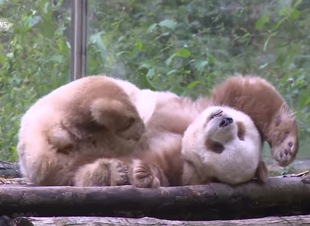 Qinai, l'unique panda brun du monde est heureux - FemininBio