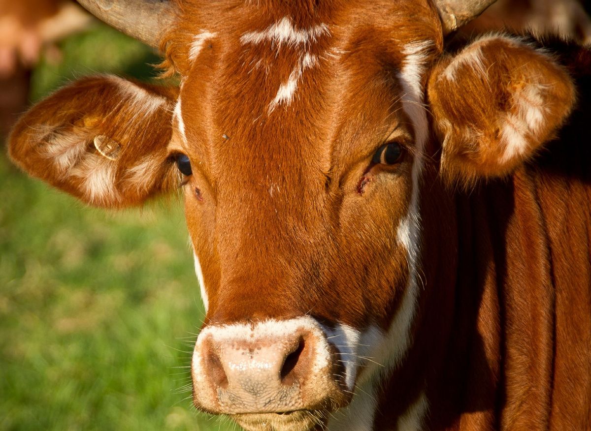 La viande bio, plébiscitée par les Français - FemininBio