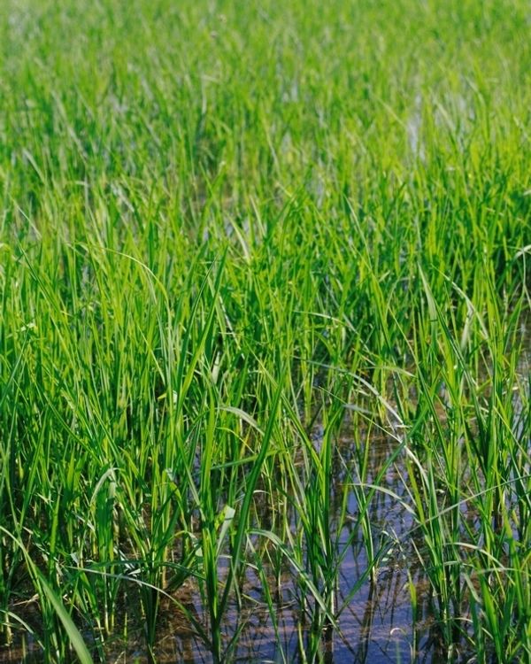 Riz 100% France : tout savoir sur sa culture - FemininBio