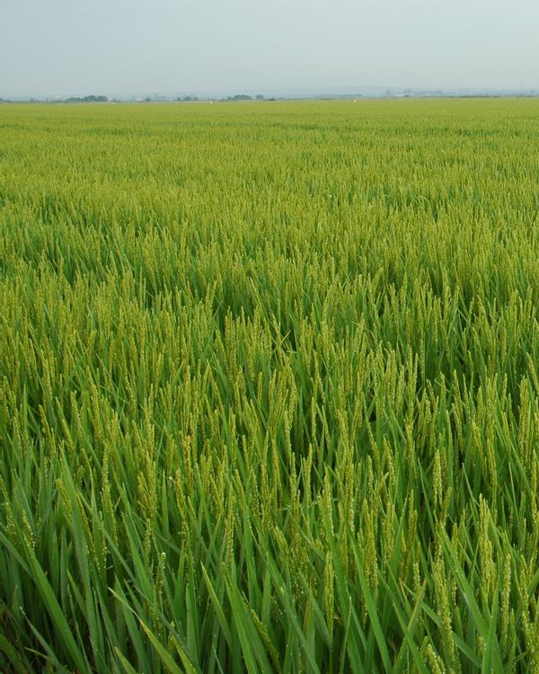 Riz 100% France : tout savoir sur sa culture - FemininBio