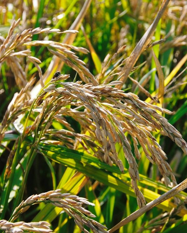 Riz 100% France : tout savoir sur sa culture - FemininBio